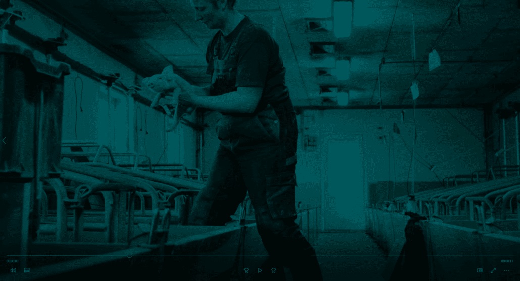 THE SOW HELPS WITH ZINC FREE WEANING | see how