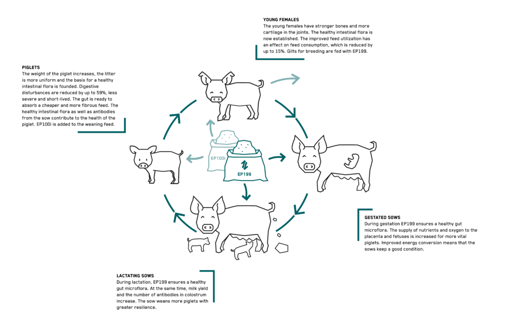 THE SOW HELPS WITH ZINC FREE WEANING | European Protein