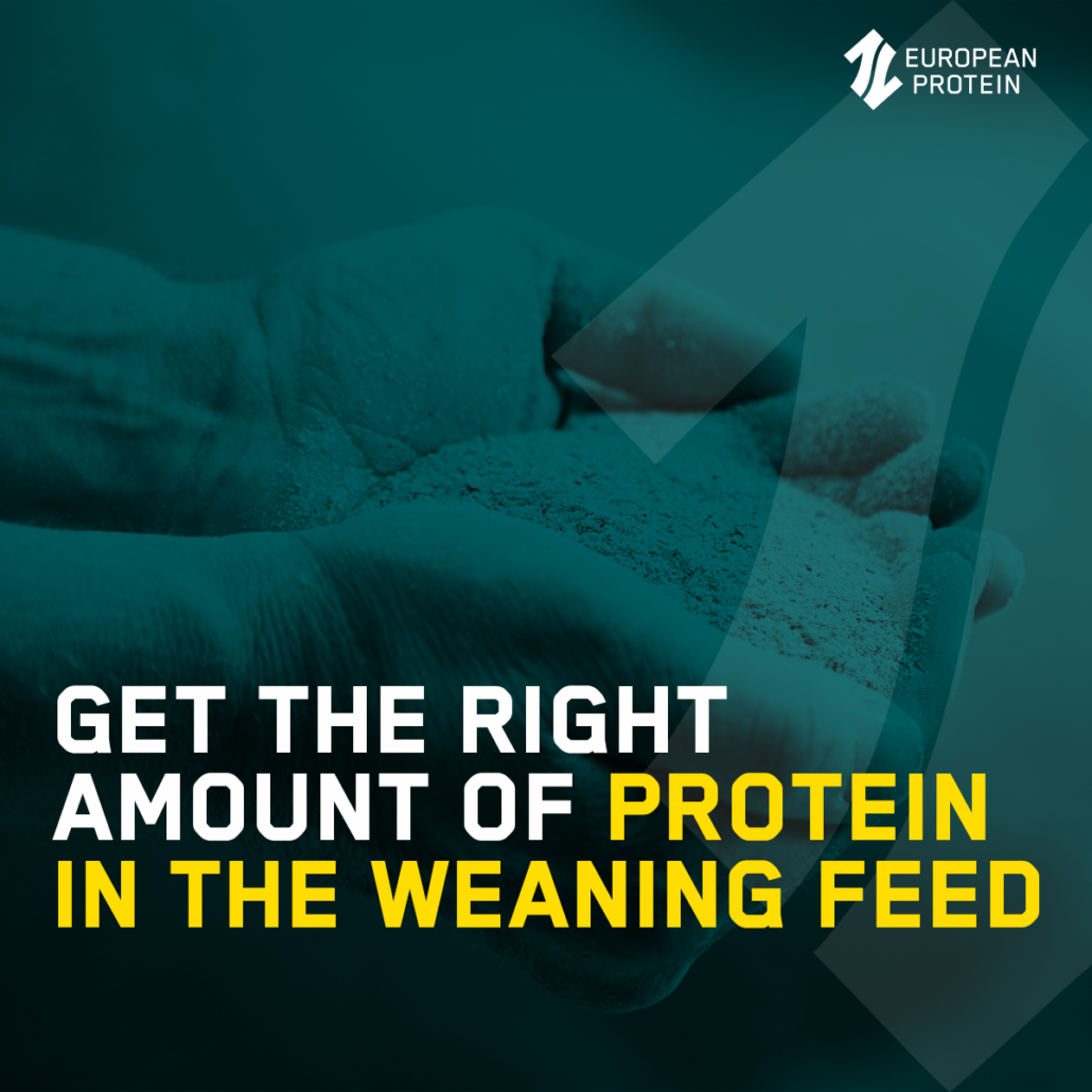 HOW TO USE THE ABC-VALUE TO IMPROVE YOUR WEANING FEED | European Protein