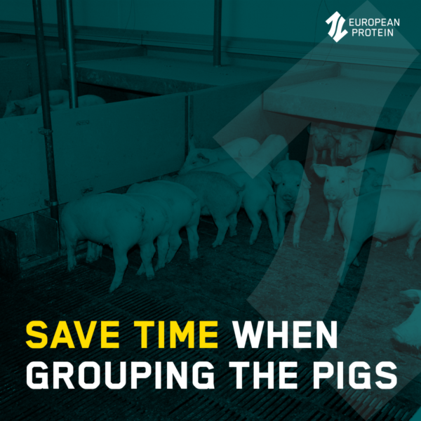Save time when grouping pigs | Tips