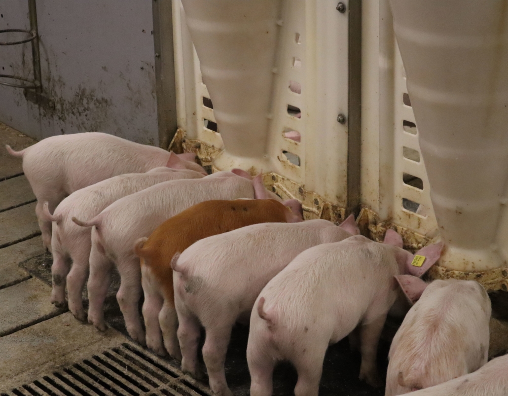 Feeding pigs | How to increase health